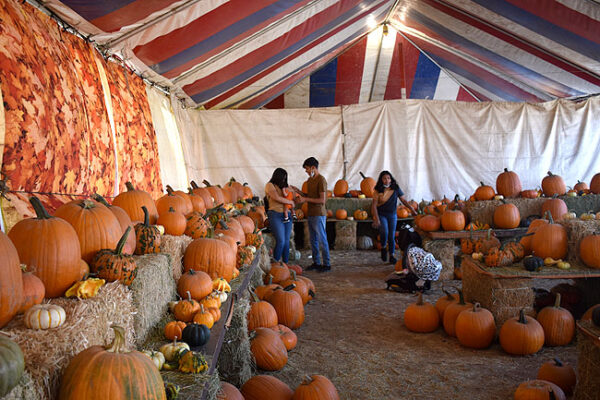 Pumpkins! - The Pumpkin Factory in Corona and Westminster, CA is open ...