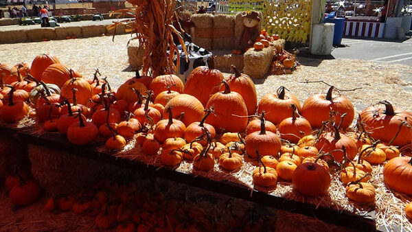 Westminster Pumpkins - The Pumpkin Factory in Corona and Westminster ...
